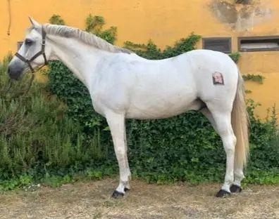 Arabe Caballosen venta . Comprar y vender caballos a buen precio en ...