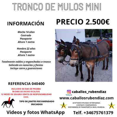 Mulas en venta | Milanuncios