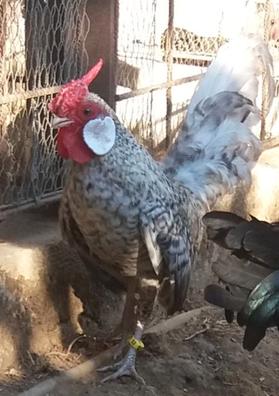 Milanuncios - GALLINAS JAVA