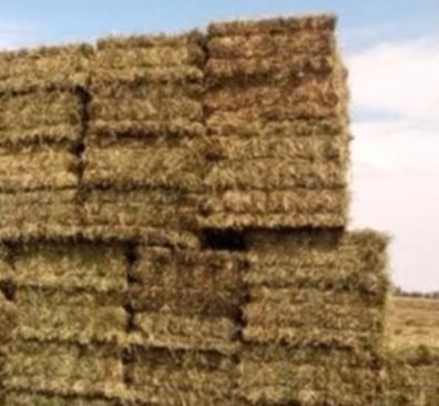 Milanuncios - Heno de pradera natural y avena en rama