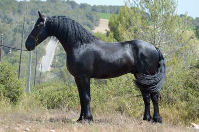 MILANUNCIOS | Frison Caballosen venta . Comprar y vender caballos a ...