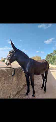 Milanuncios - Burro cubriciones