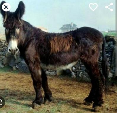 Burros en venta en Frieres | Milanuncios