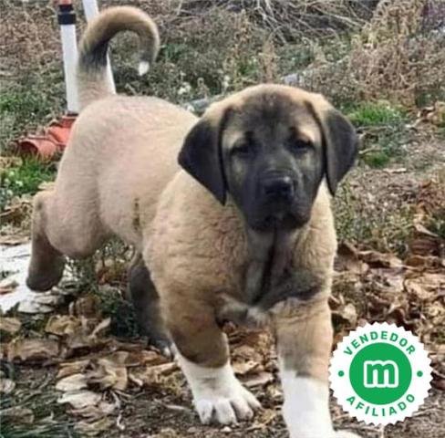 Milanuncios - Kangal turco con mastin