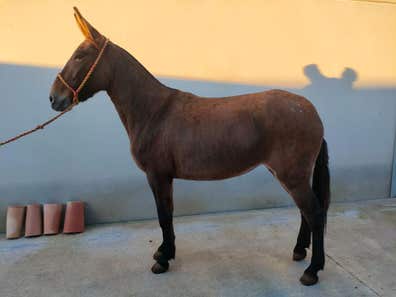 Mulas en venta en Pliego | Milanuncios