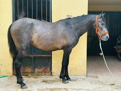 Potros. Compra venta de potros al mejor precio y adopción | Milanuncios