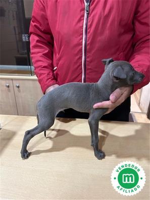 Milanuncios - Mini Galgos enanos, piccolo blue