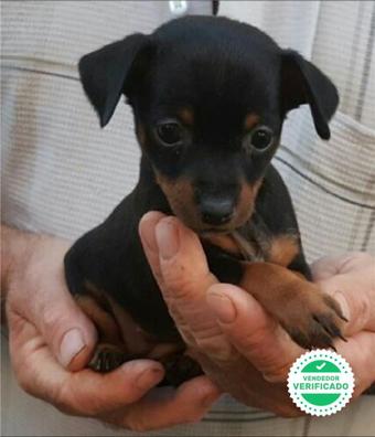 MILANUNCIOS | Regalo mini pincher Perros en adopción, compra venta de ...