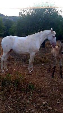 Yeguas. Compra venta de yeguas al mejor precio y adopción en Randa ...