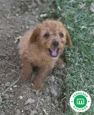 Milanuncios - CAVAPOO - CAVAPOO & CANICHE