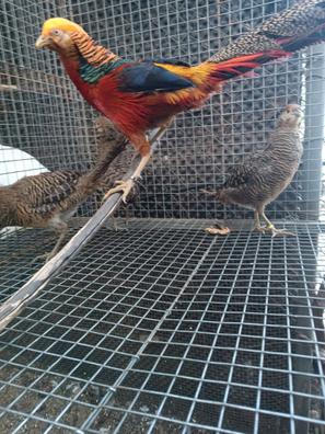 Faisanes dorados Mascotas en adopción y accesorios de mascota de ...