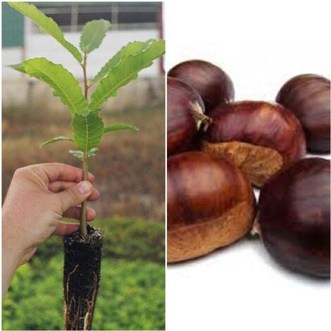 Milanuncios - Planta Castaño de Fruto Castaña, Castane