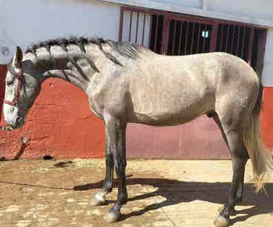 Milanuncios - QUEBRANTO VZ