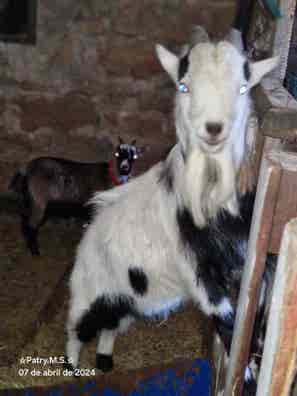 Milanuncios - CHIVO ENANO PURO BLANCO