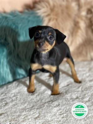 MILANUNCIOS | Pincher adopcion Perros en adopción, compra venta de ...