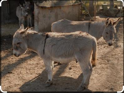 Burros enanos en venta | Milanuncios