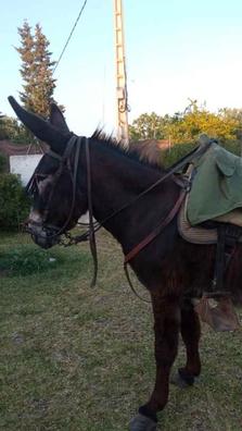 Burras grandes Burros. Compra venta de yeguas al mejor precio y ...