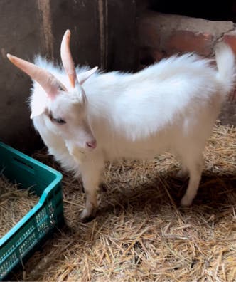 Cabras en venta | Milanuncios