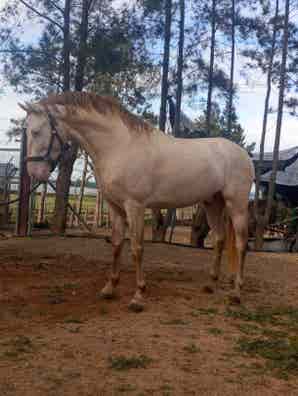 Caballos baratos en venta | Milanuncios