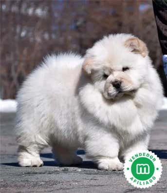 Chow chow en venta | Milanuncios