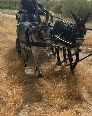 Burros enanos en venta | Milanuncios