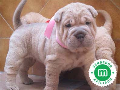 Shar pei en venta | Milanuncios