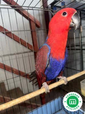 Loros yacos en venta hasta 150 euros | Milanuncios