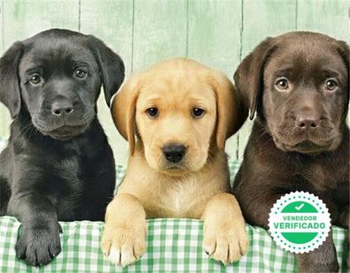 MILANUNCIOS | Perros en adopción, compra venta de accesorios y ...