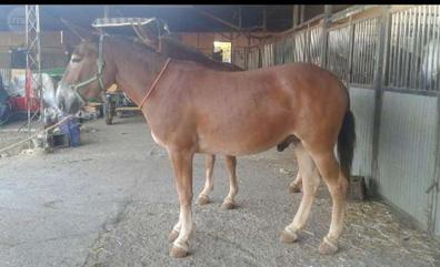 Mulas. Compra venta de mulas al mejor precio y adopción | Milanuncios