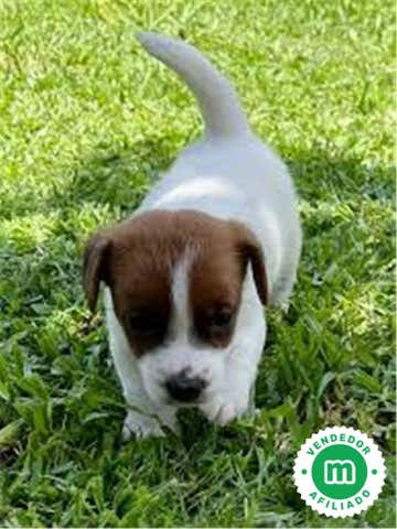 Milanuncios - JACK RUSSELL