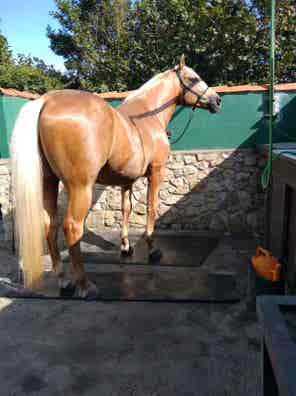 Perla Caballosen venta . Comprar y vender caballos a buen precio en ...