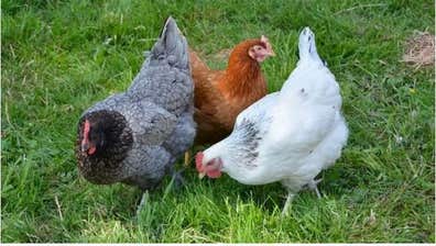 Gallinas ponedoras en venta | Milanuncios