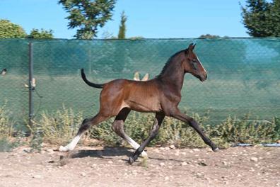 Potros. Compra venta de potros al mejor precio y adopción | Milanuncios