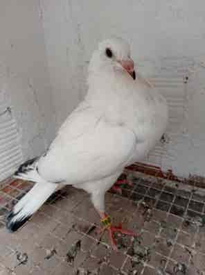 Palomas buchonas Mascotas en adopción y accesorios de mascota de ...