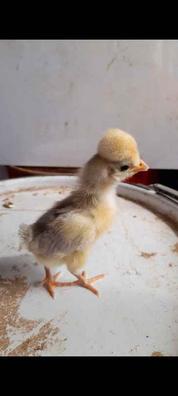 Milanuncios - pollitos de varias razas