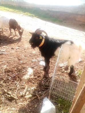 Cabras en venta | Milanuncios