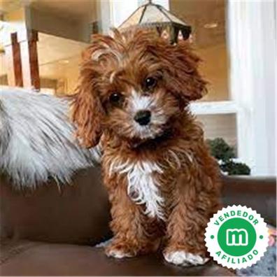 Milanuncios - Cavapoo Cachorro