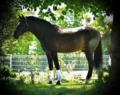 MILANUNCIOS | Perla Caballosen venta . Comprar y vender caballos a buen ...