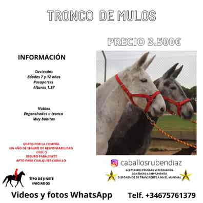 Mulas en venta en Barcelona Provincia | Milanuncios