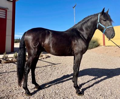 Potros. Compra venta de potros al mejor precio y adopción | Milanuncios