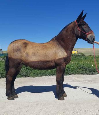 MILANUNCIOS | Mulas. Compra venta de mulas al mejor precio y adopción