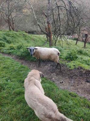 Milanuncios - oveja azul del mar pura y muy grande