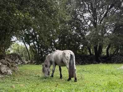Ponys en venta en Los Corrales de Buelna | Milanuncios