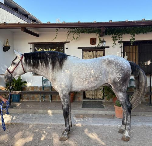 Milanuncios - CABALLO PRE
