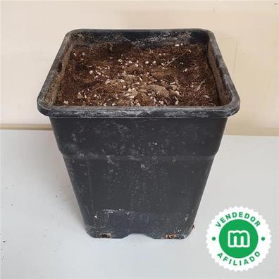 Milanuncios - Macetero 23,5x23,5cm con tierra