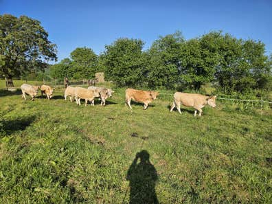Milanuncios - Venta de vacas y toros. NO CONTESTO POR