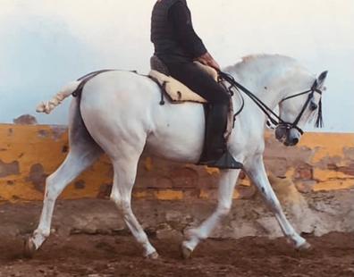 MILANUNCIOS | Pre Caballosen venta . Comprar y vender caballos a buen ...