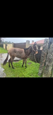Mulas en venta en Amil | Milanuncios