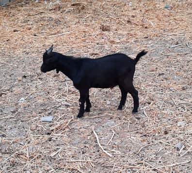Cabras. Compra venta de cabras al mejor precio y adopción en Andalucía ...