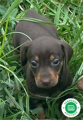 Dachshund Perros en adopción, compra venta de accesorios y servicios ...